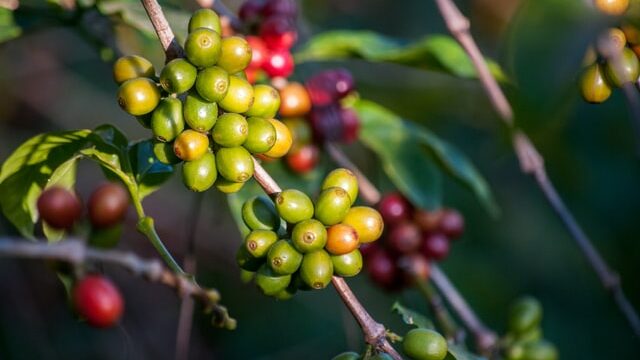 Organic Coffee Vs. Regular Coffee: The Truth Will Shock You